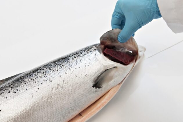 How to check how fresh fish is - Nofima