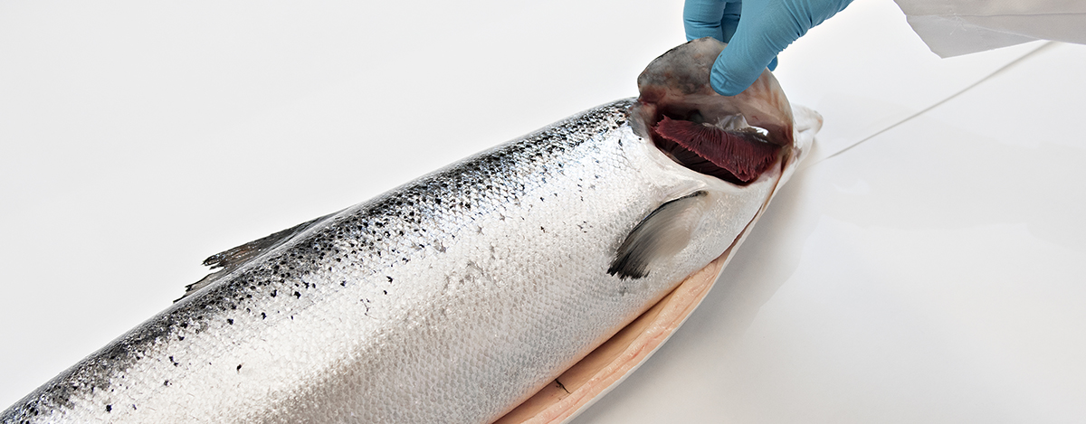 Peracetic acid treatment against AGD - Nofima