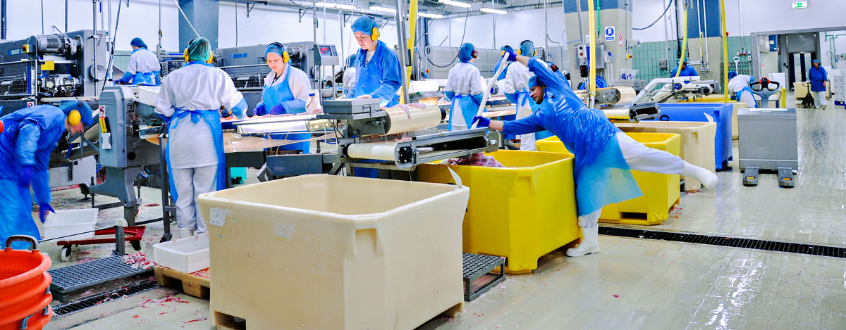 Making more from the same type of fish - Nofima