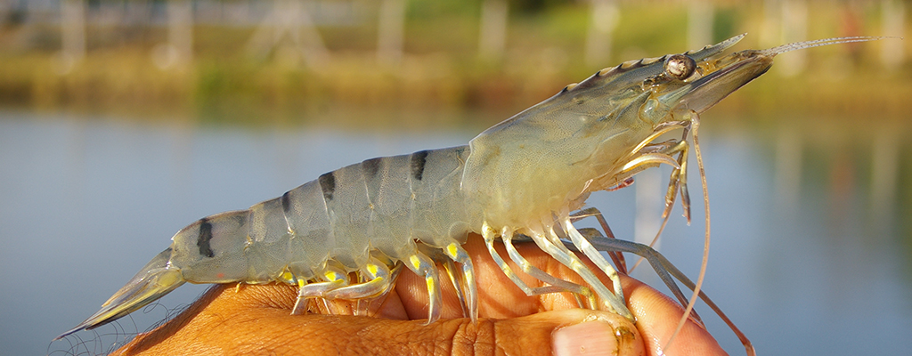 Genomics to combat shrimp disease - Nofima