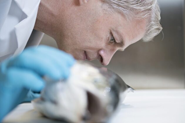 How to check how fresh fish is - Nofima