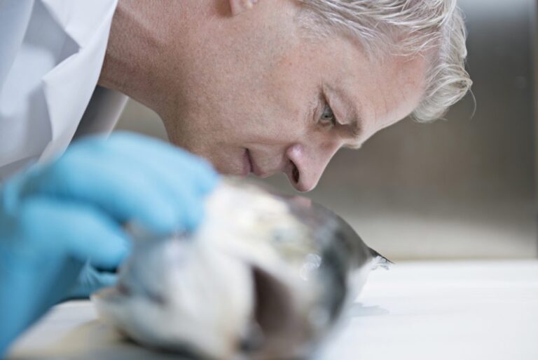 How to check how fresh fish is - Nofima