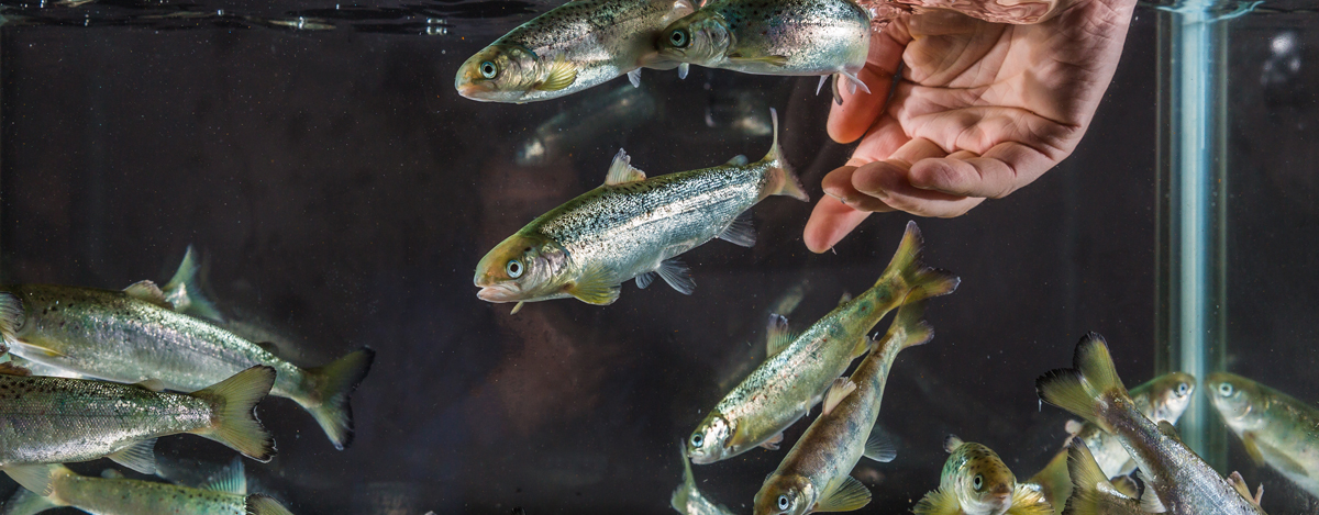Atlantic salmon biology in focus: for a robust fish in a shifting ...