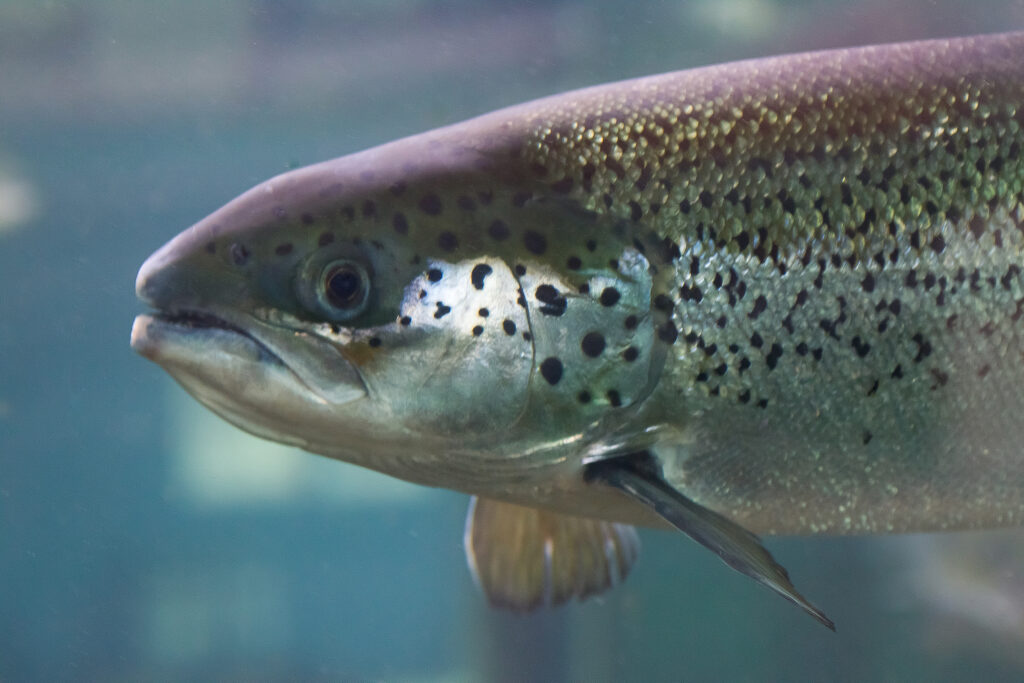 Digitalisation for better assesment of fish welfare - Nofima