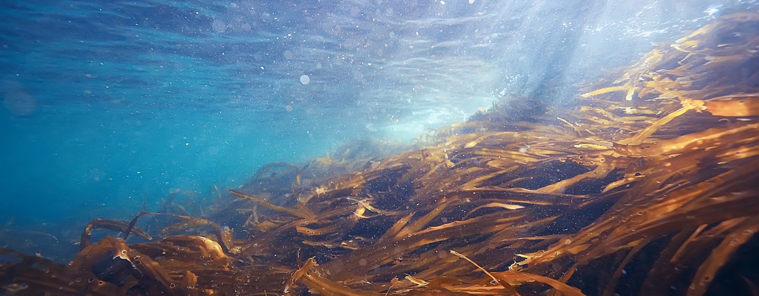 Value-chain innovation for a sustainable Norwegian seaweed industry ...