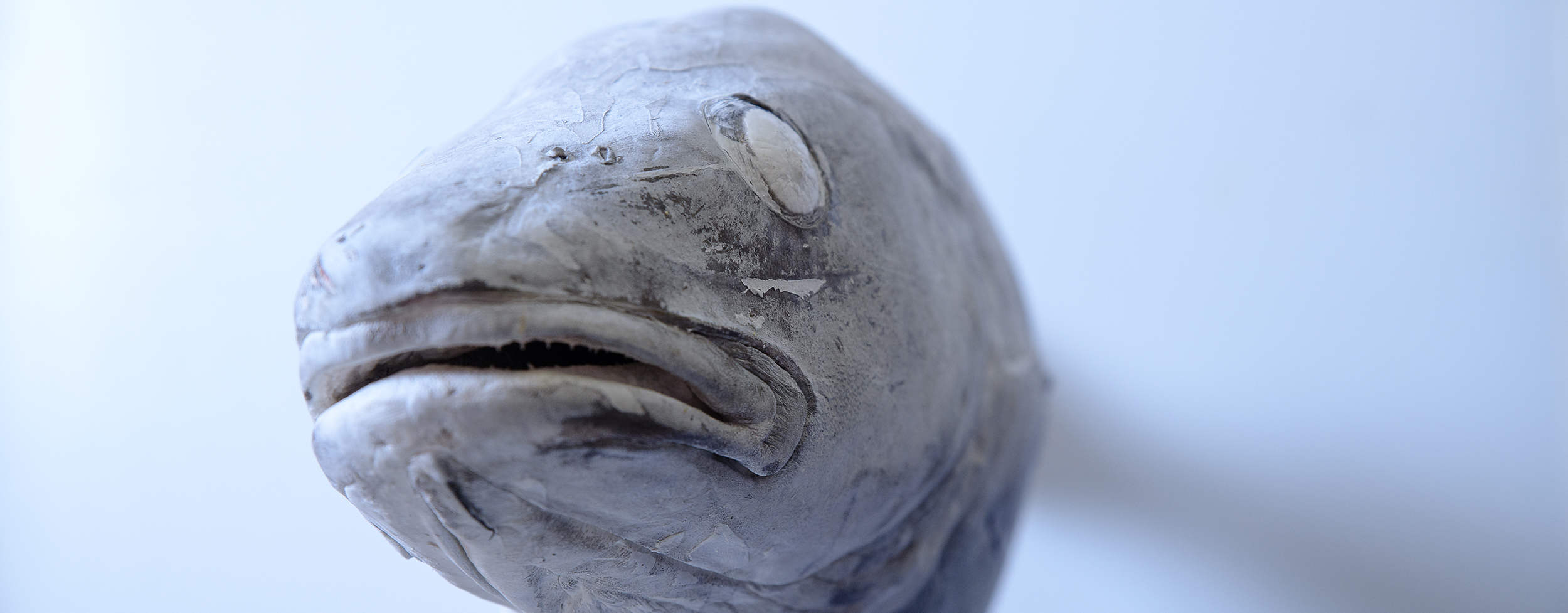 Better fish quality with lower freezing temperature - Nofima