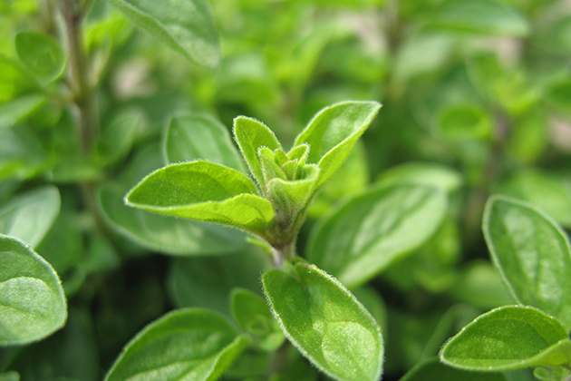 Bioactive herbs for feed and packaging - Nofima