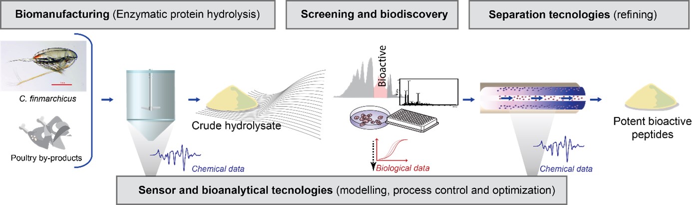 Sensor-guided and tailored enzymatic protein hydrolysis and separation ...