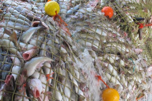 Animal Welfare in Fisheries - Nofima
