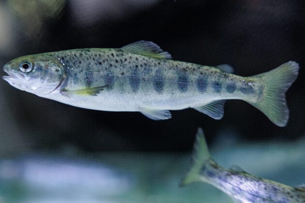 Integrating genomics resources for robust fish for the future - Nofima