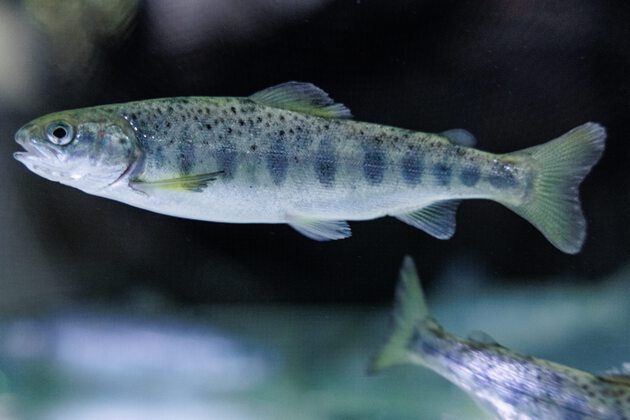 Adapting spectral and molecular tools to improve fish welfare ...