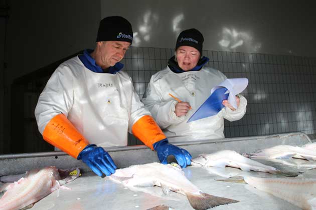 Large cod most susceptible to injuries in seine fishing - Nofima