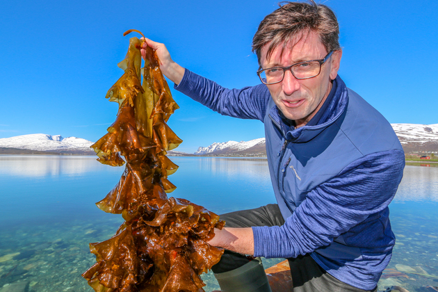 Increasing sustainable macroalgae production in Norway to provide food ...