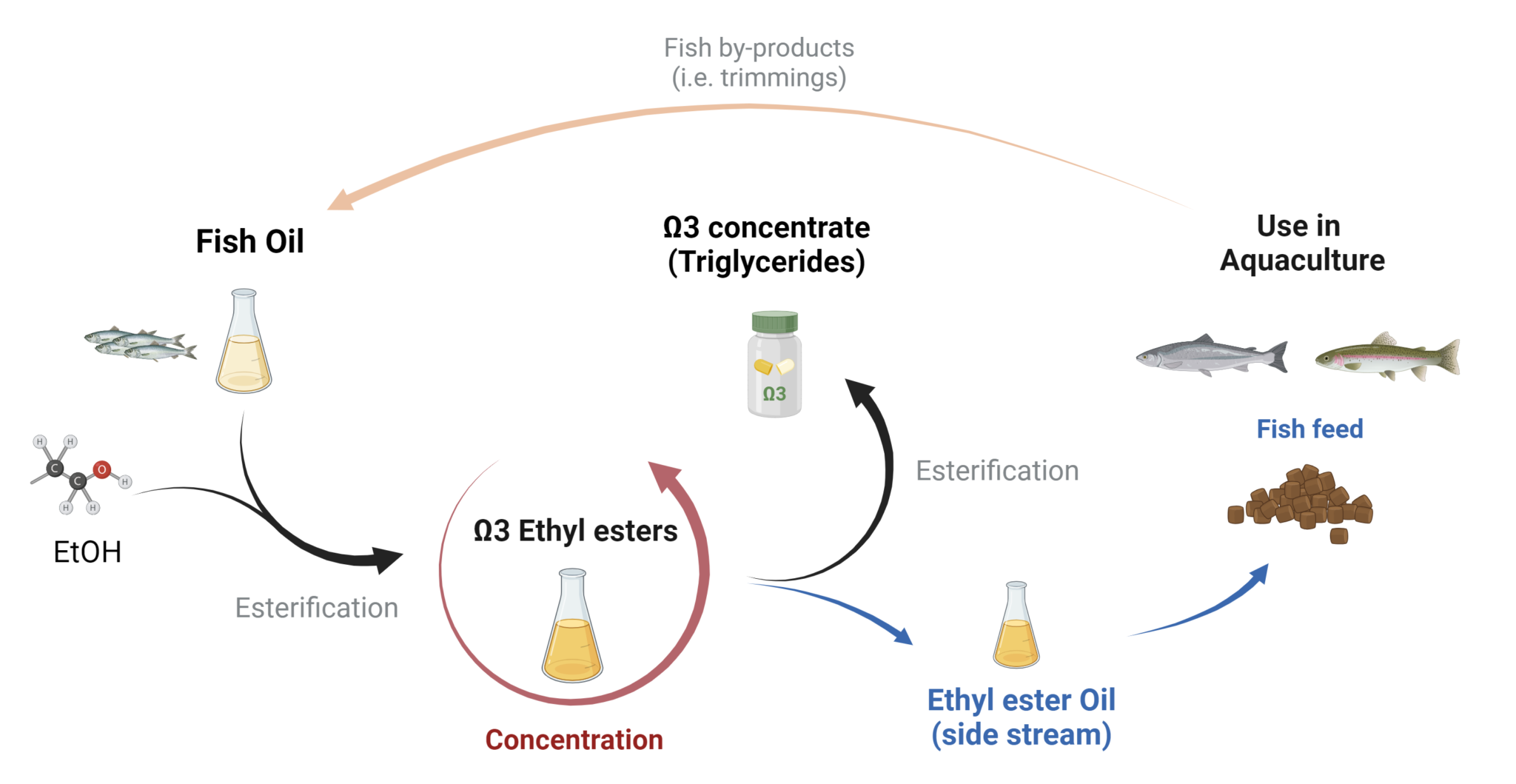 Nutritional effects of ethyl ester oils in Atlantic salmon and Rainbow ...
