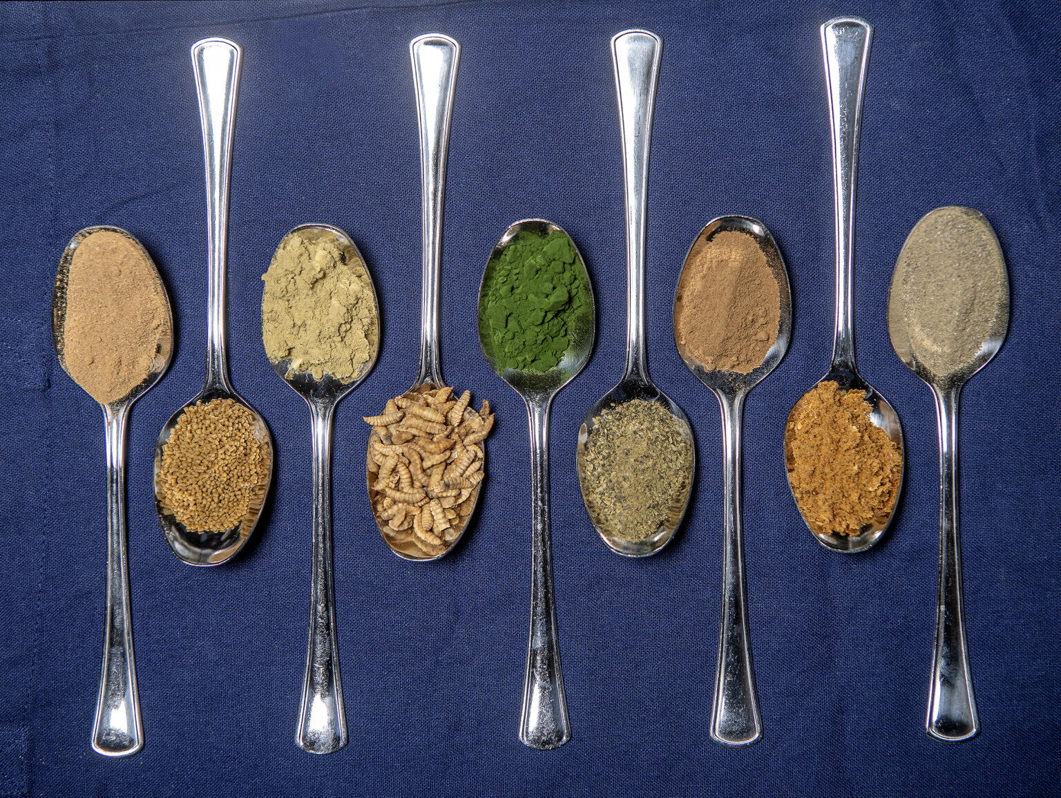 Sustainable Feed with Algae: How Nofima Works - Nofima