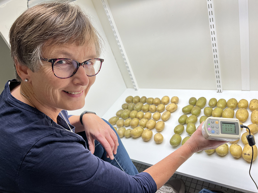 Greening of Potatoes in Stores Leads to Food Waste - Nofima