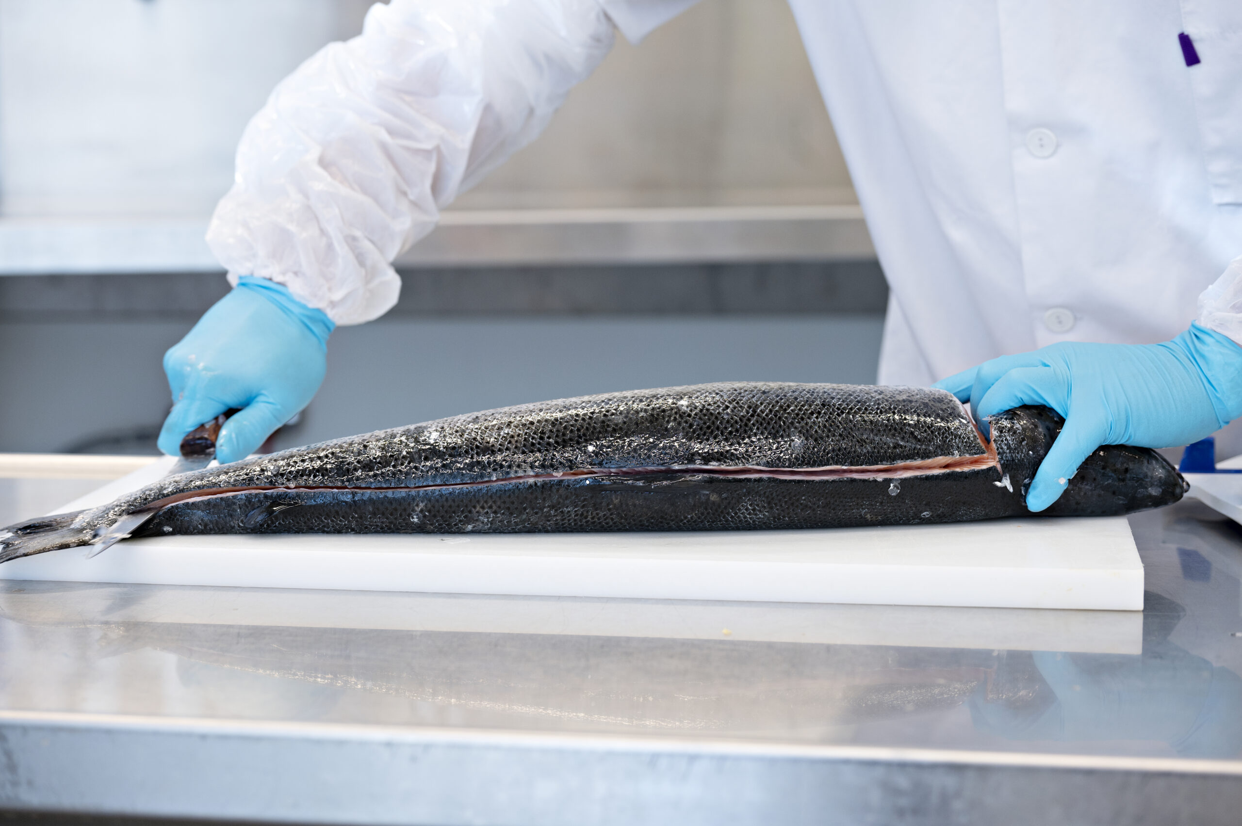 Hyperspectral camera can measure liver values in farmed fish - Nofima